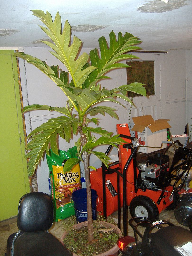 Polynesian_Produce_Stand